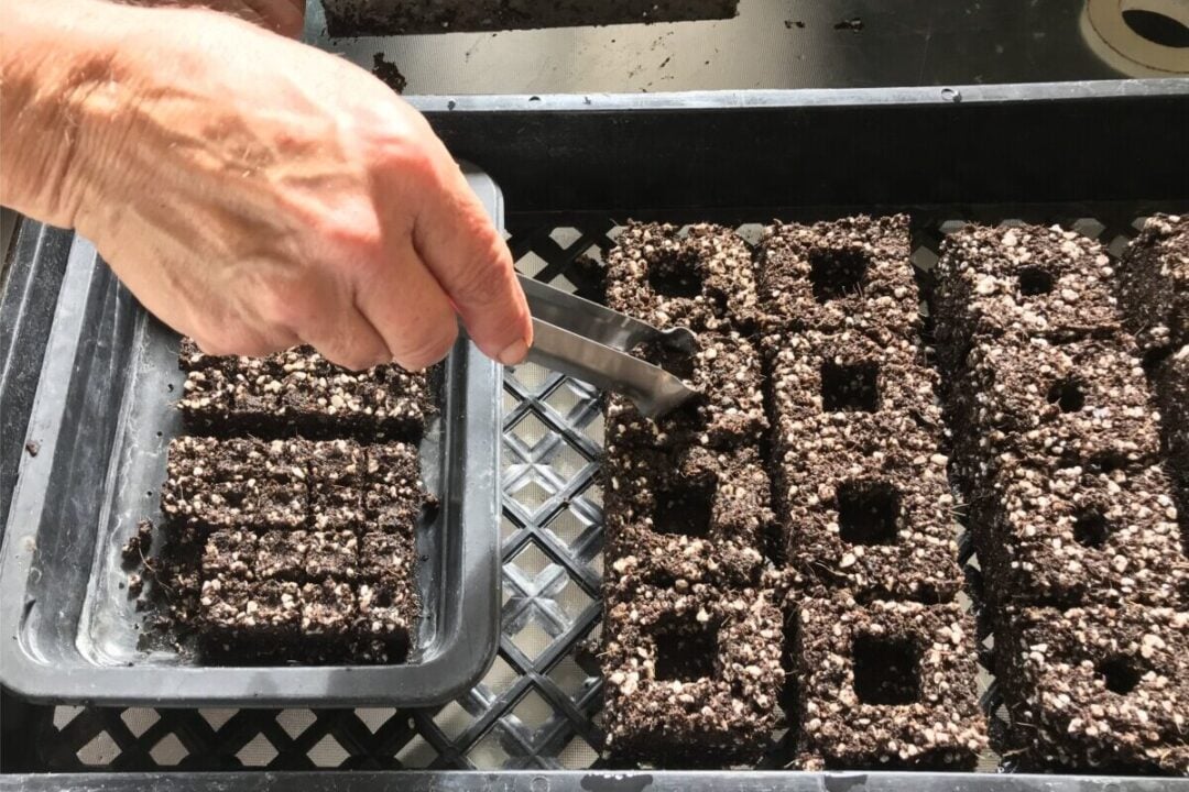 How To Start Seedlings In Soil Blocks (& Why It's The Best Way To Start ...