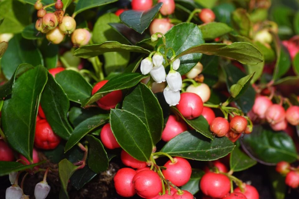 Why Wintergreen Is The Hottest "New" Holiday Houseplant & How To Care ...