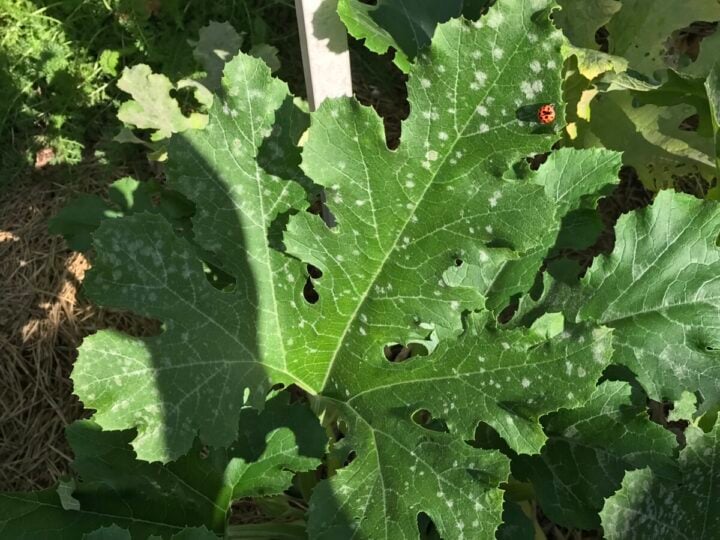 My Foolproof Powdery Mildew Remedy That Works In Two Weeks