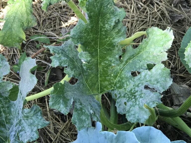 My Foolproof Powdery Mildew Remedy That Works In Two Weeks