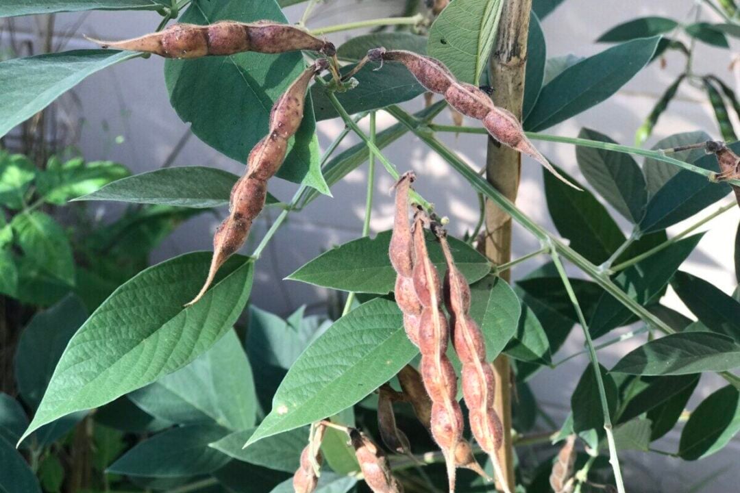 12 Reasons I Grow Pigeon Peas Every Year