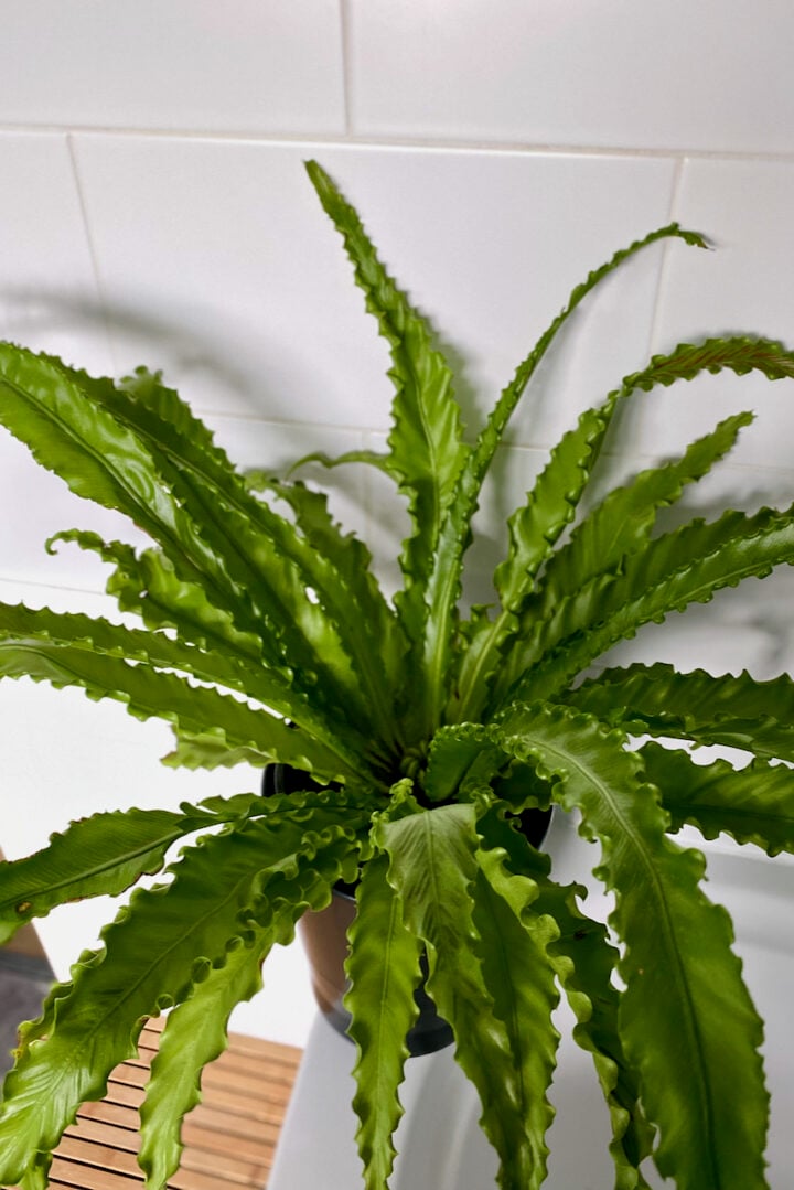 8 Houseplants I Grow in North-Facing Windows (+ 5 Tips for Plants in ...