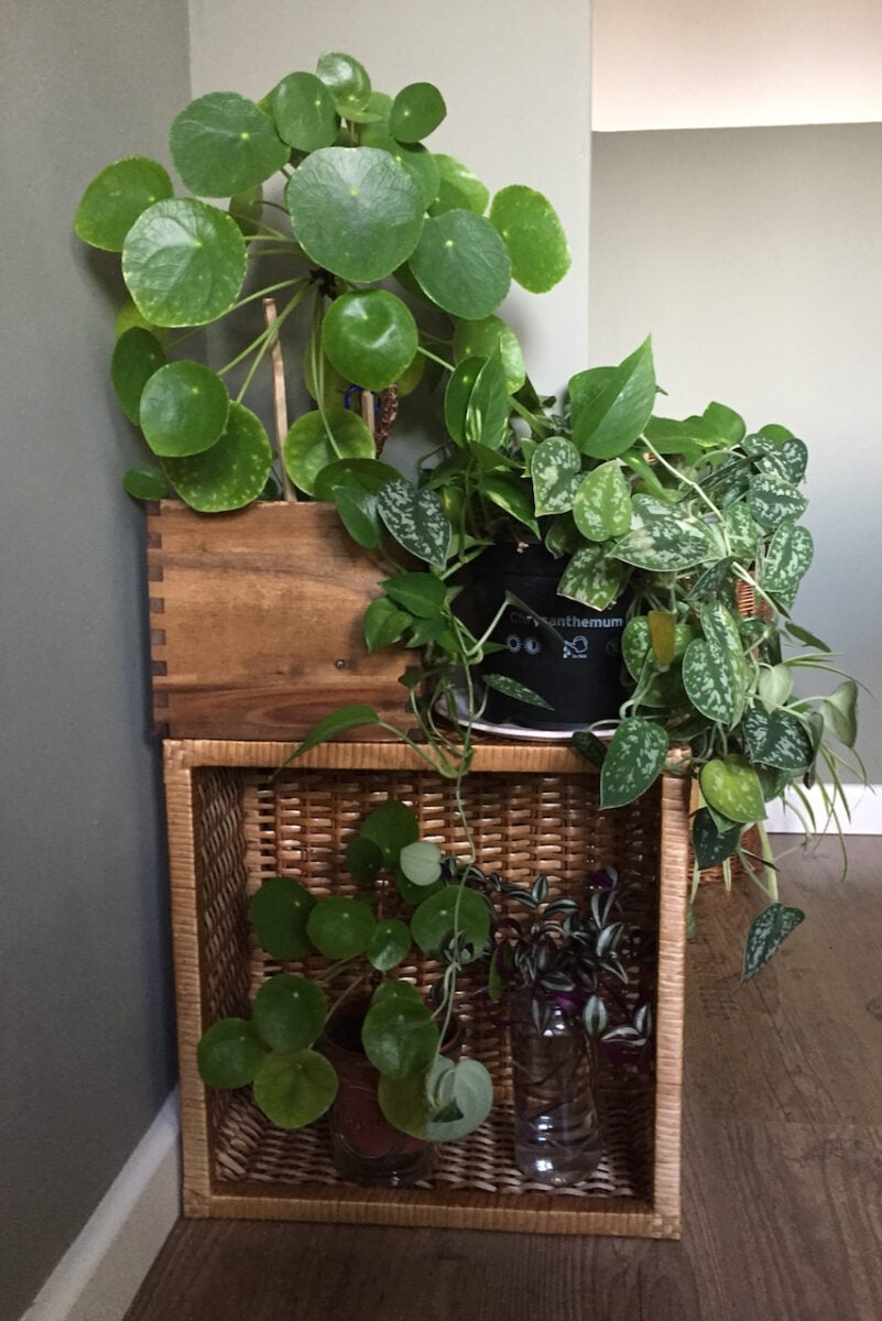 8 Houseplants I Grow in North-Facing Windows (+ 5 Tips for Plants in ...