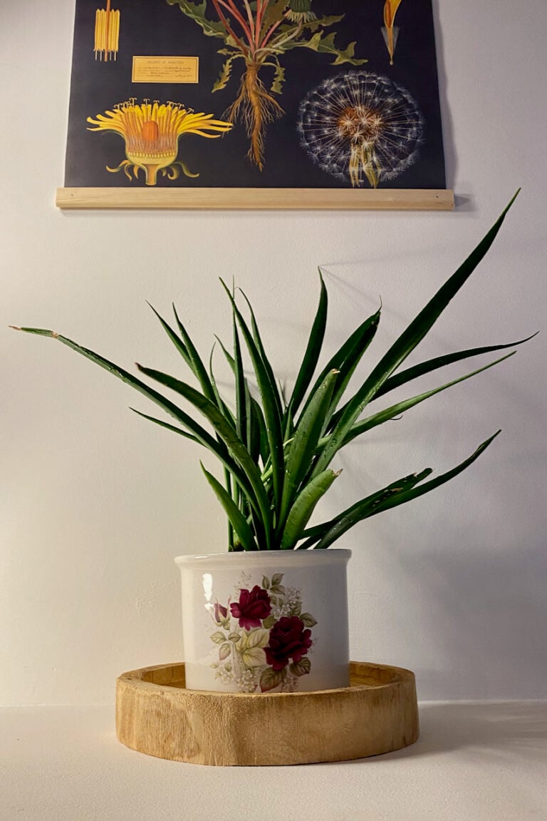 8 Houseplants I Grow in North-Facing Windows (+ 5 Tips for Plants in ...