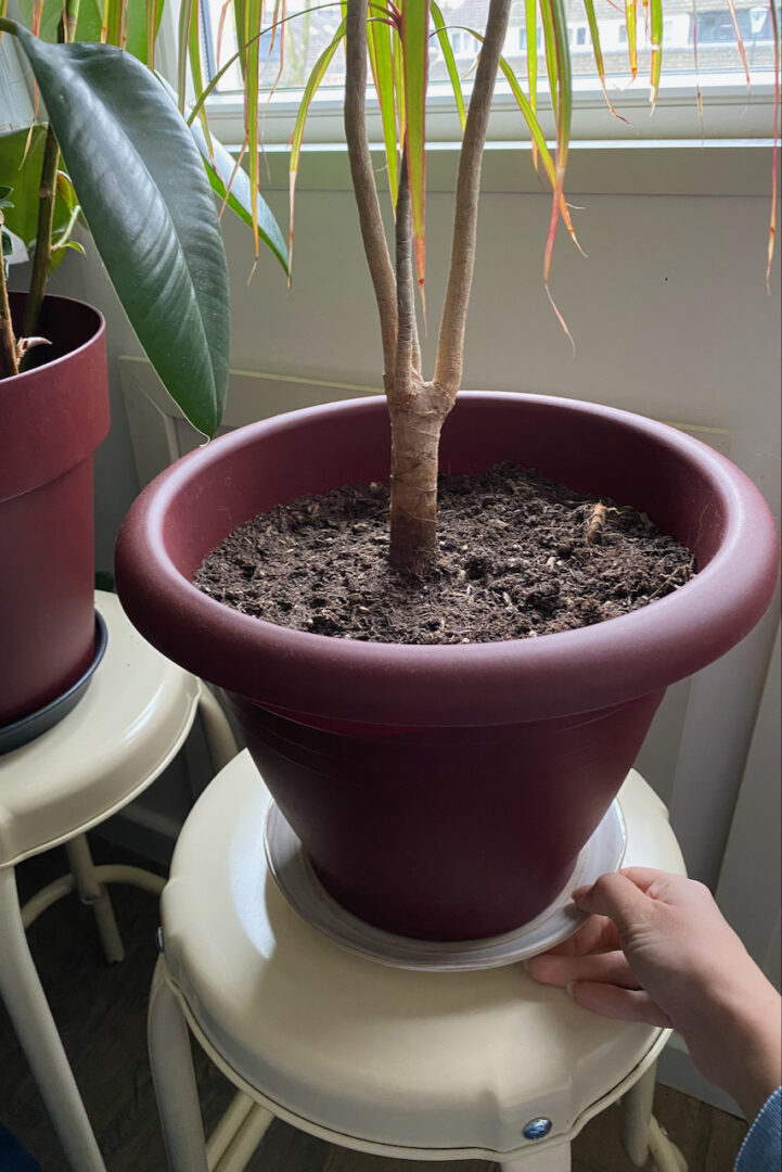 8 Houseplants I Grow in North-Facing Windows (+ 5 Tips for Plants in ...