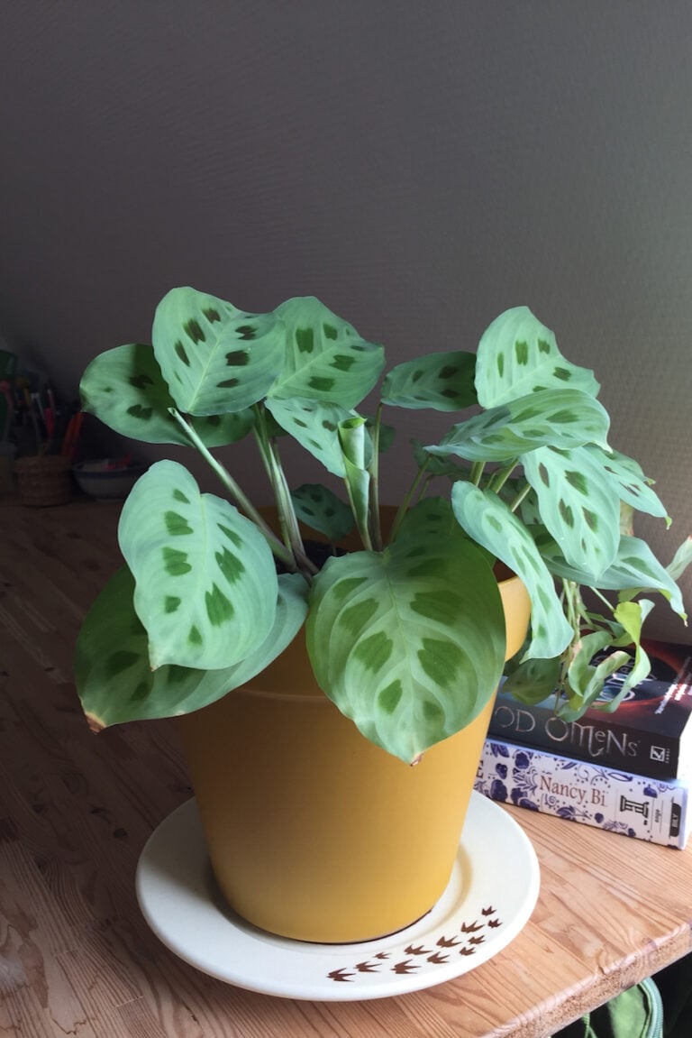 8 Houseplants I Grow in North-Facing Windows (+ 5 Tips for Plants in ...