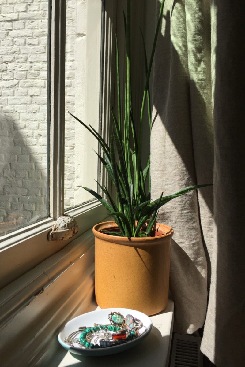 8 Houseplants I Grow in North-Facing Windows (+ 5 Tips for Plants in ...