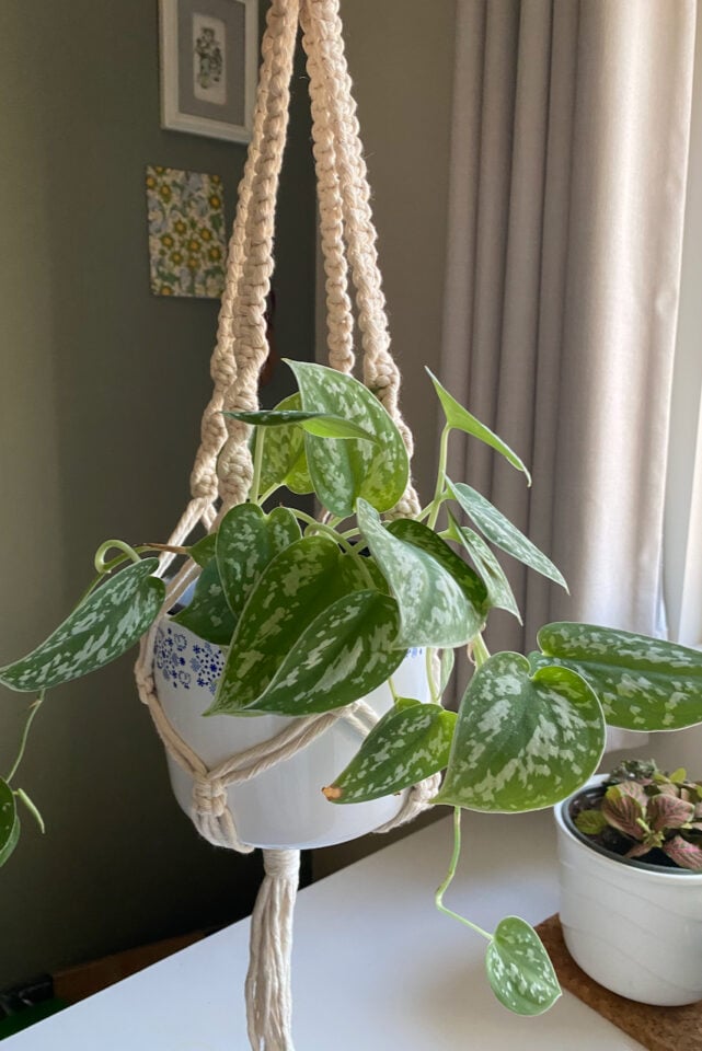 8 Houseplants I Grow in North-Facing Windows (+ 5 Tips for Plants in ...