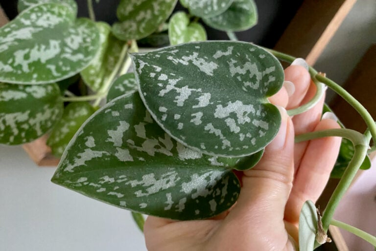 8 Houseplants I Grow in North-Facing Windows (+ 5 Tips for Plants in ...