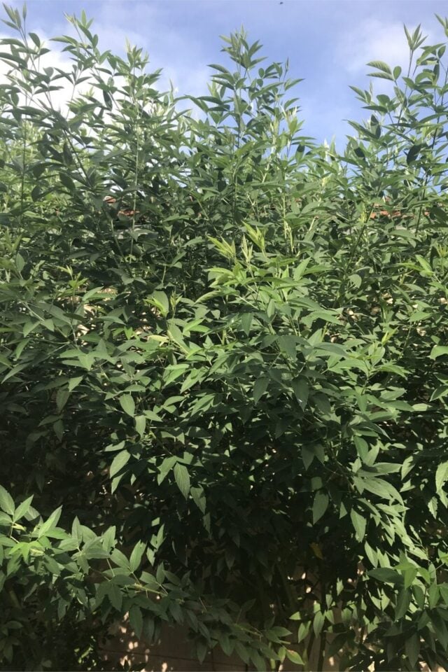 12 Reasons I Grow Pigeon Peas Every Year