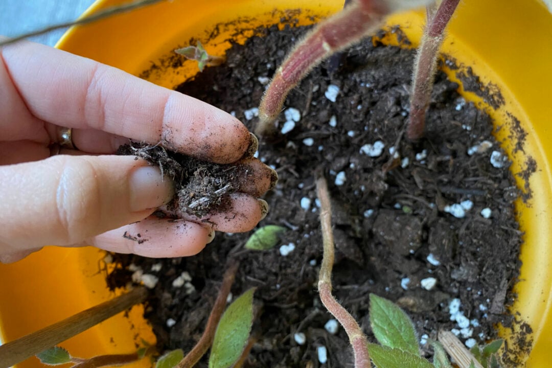 The Weird Reason You Should Sniff Your Houseplant Soil