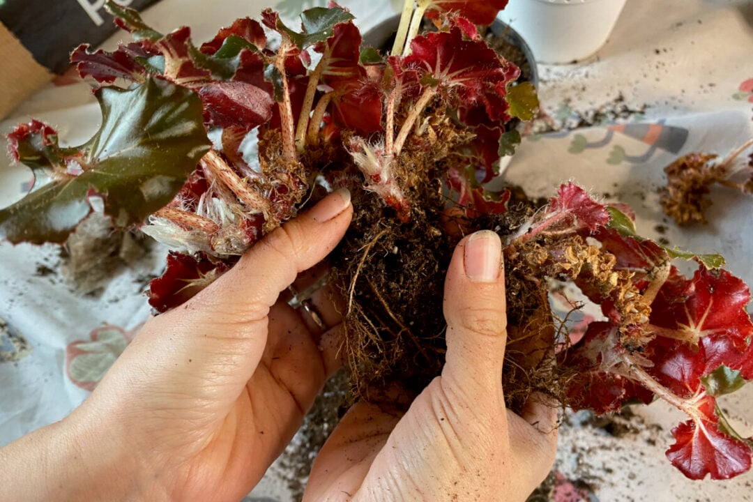 The Weird Reason You Should Sniff Your Houseplant Soil