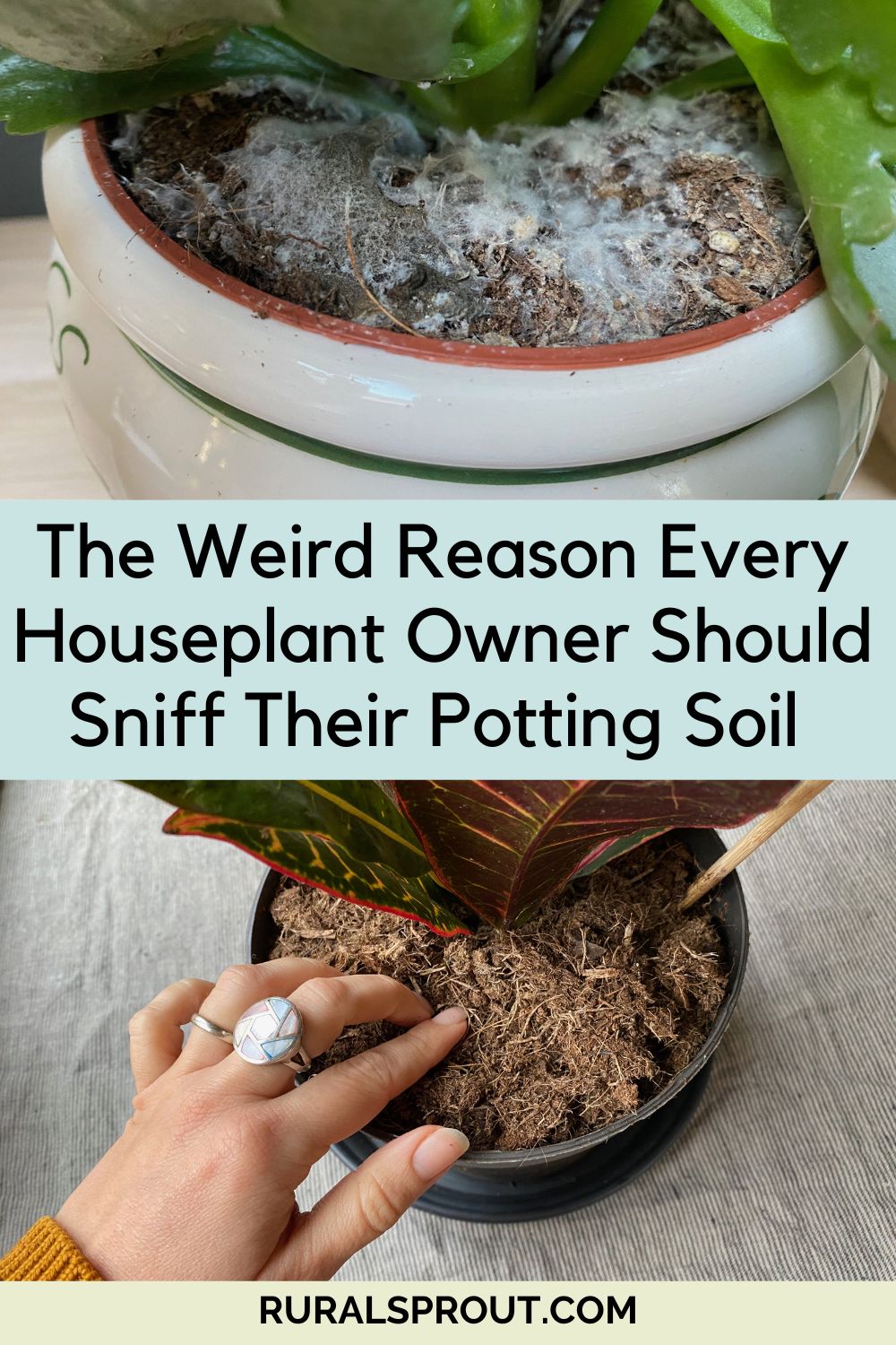 The Weird Reason You Should Sniff Your Houseplant Soil