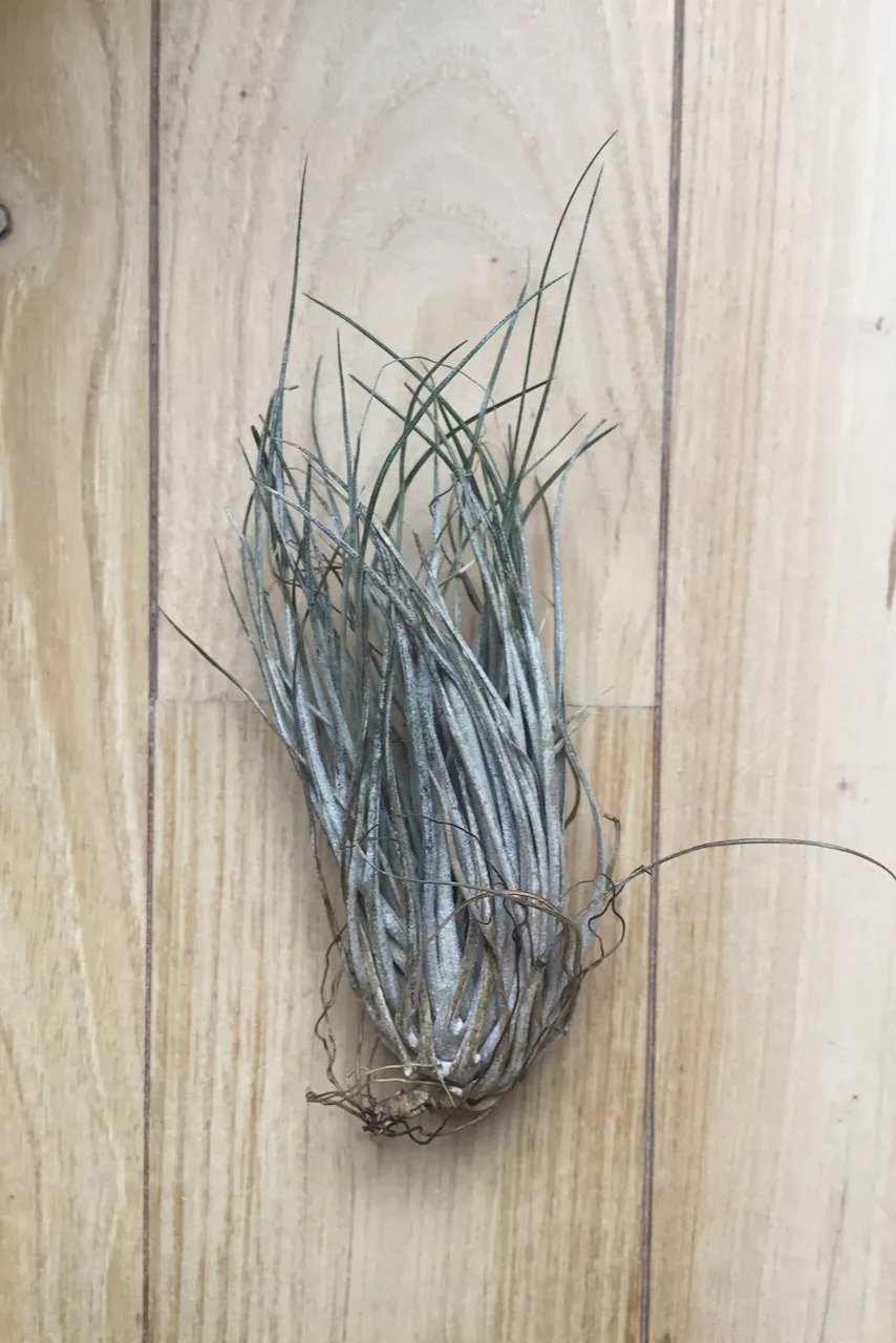 5 Times I Decided to Throw Away My Houseplants Without Feeling Guilty