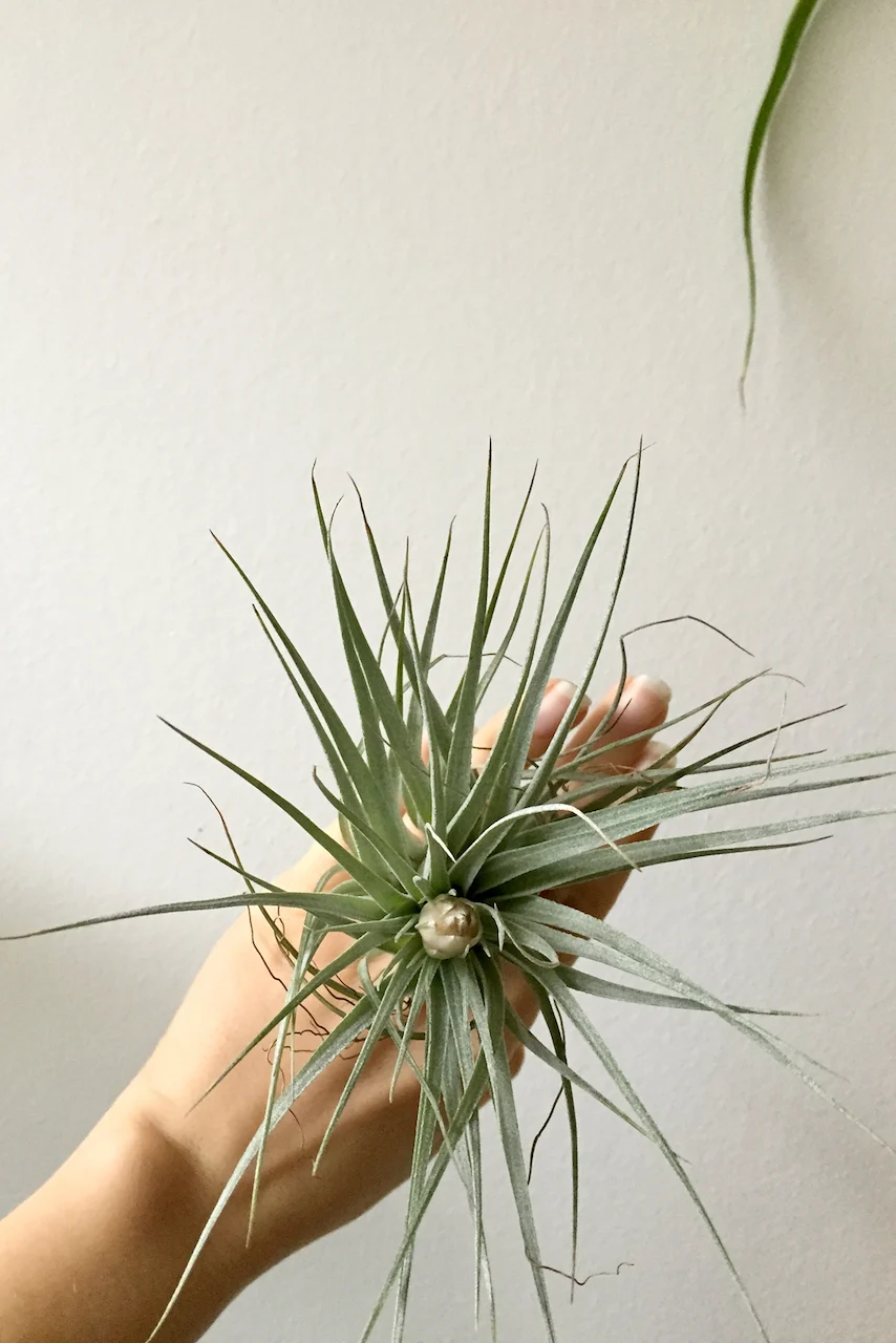 5 Times I Decided to Throw Away My Houseplants Without Feeling Guilty