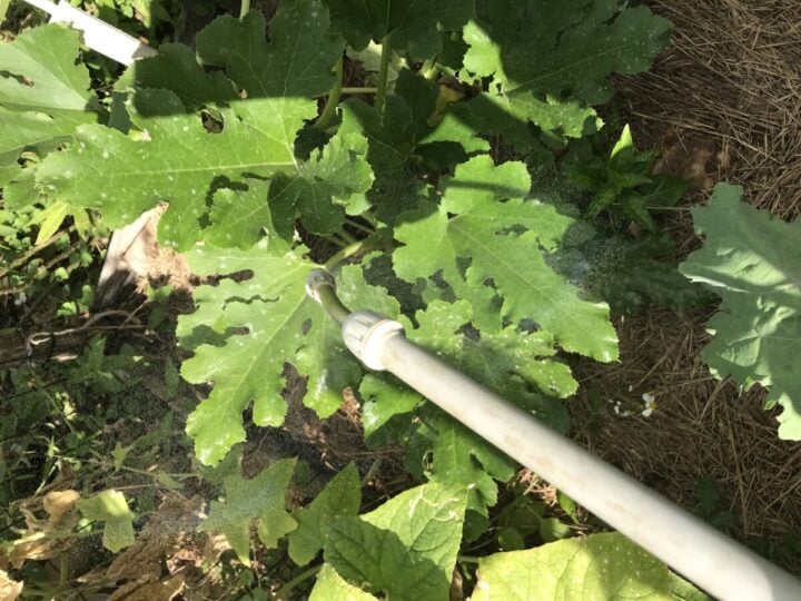 My Foolproof Powdery Mildew Remedy That Works In Two Weeks