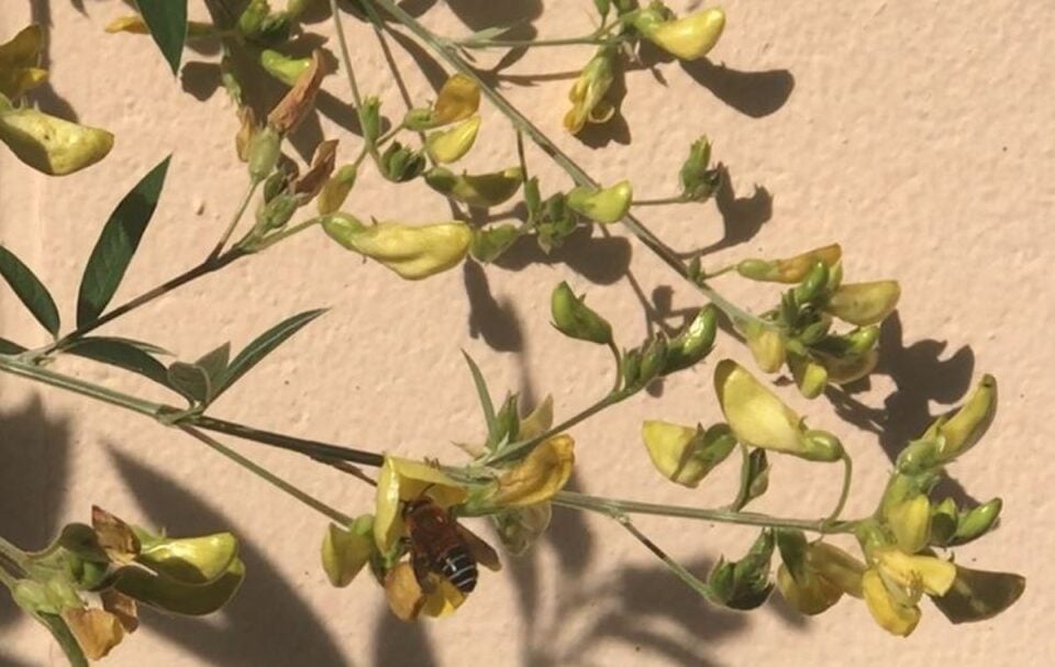 12 Reasons I Grow Pigeon Peas Every Year