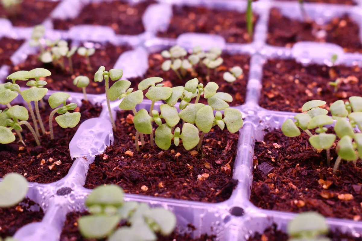 Here's Why Your Seeds Didn’t Germinate & How to Fix It