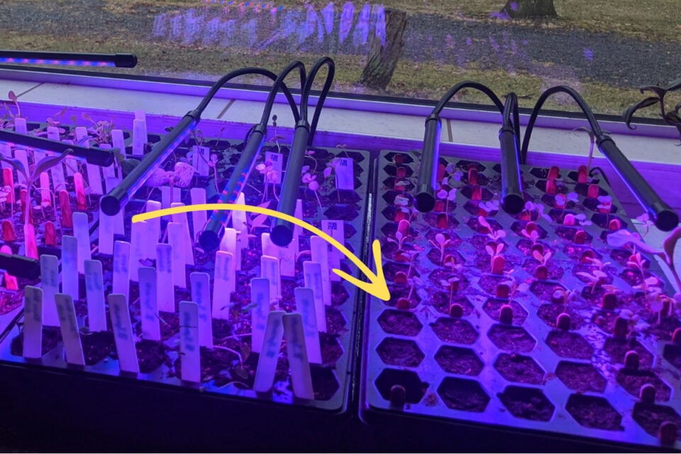 Here's Why Your Seeds Didn’t Germinate & How to Fix It