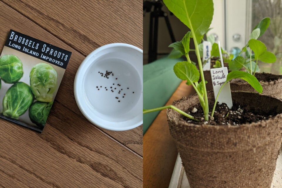 Here's Why Your Seeds Didn’t Germinate & How to Fix It