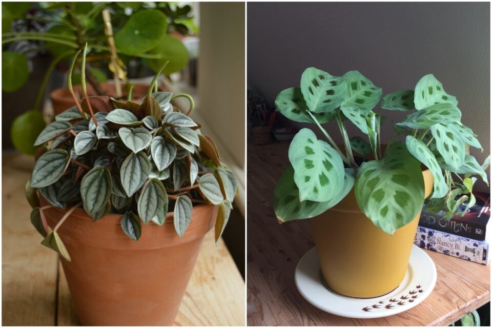 8 Houseplants I Grow in North-Facing Windows (+ 5 Tips for Plants in ...