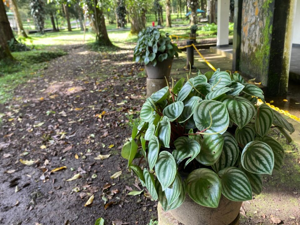 7 Things Every Peperomia Plant Owner Needs To Know
