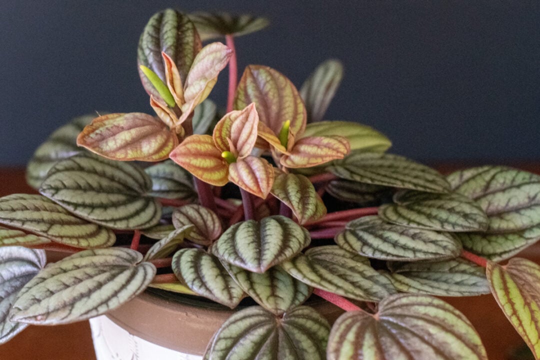 7 Things Every Peperomia Plant Owner Needs To Know