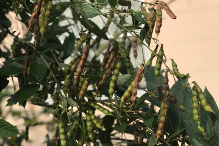 12 Reasons I Grow Pigeon Peas Every Year