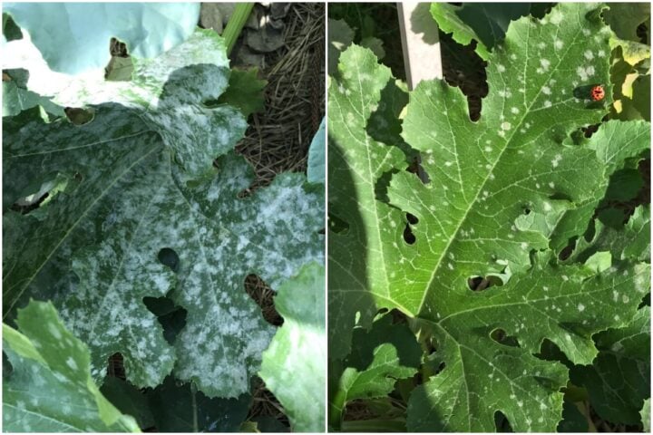 My Foolproof Powdery Mildew Remedy That Works In Two Weeks