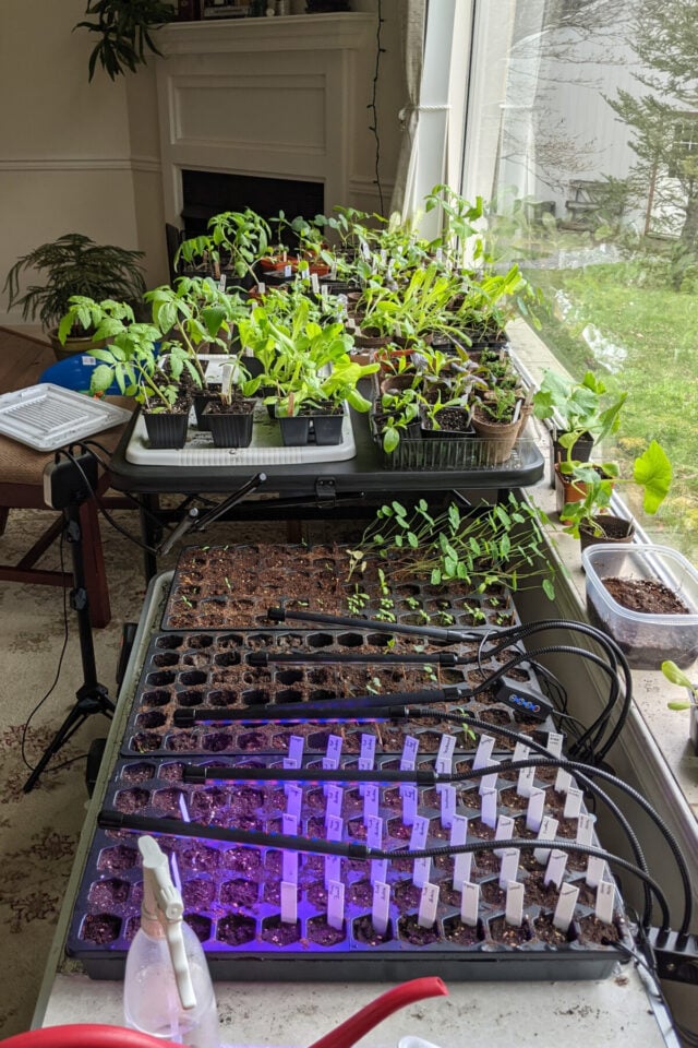 My Indoor Seed Starting Set Up + a Brilliant Hack