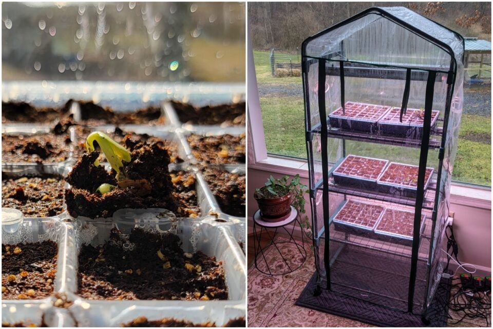 My Indoor Seed Starting Set Up + a Brilliant Hack