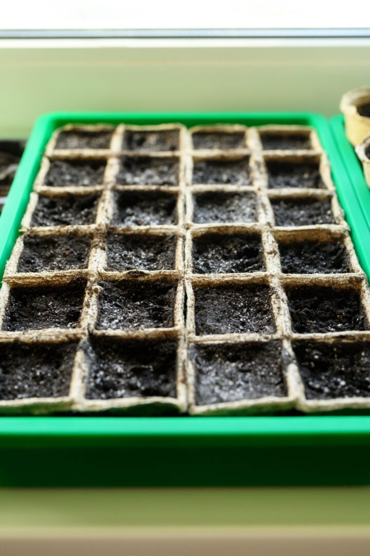 Here's Why Your Seeds Didn’t Germinate & How to Fix It