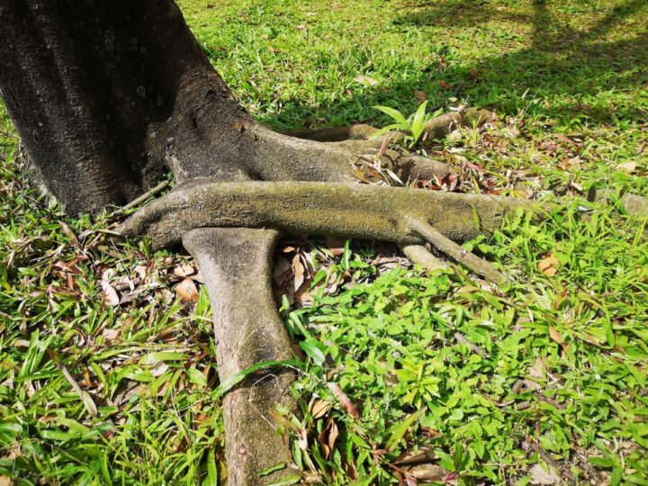 11 Tree-Planting Mistakes That Can Accidentally Kill Your Tree