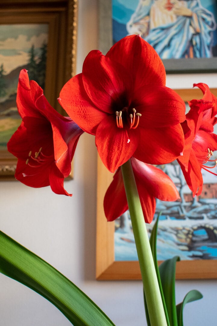 10 Houseplants with Stunning Winter Blooms