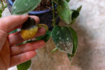 Why Houseplants are More Likely to Die in the Winter + Practical Winter ...