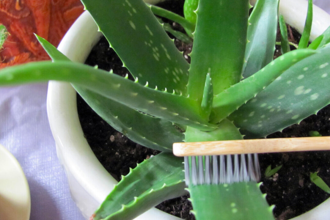 Why You Need To Clean Dust Off Houseplants (& 9 Ways To Do It)