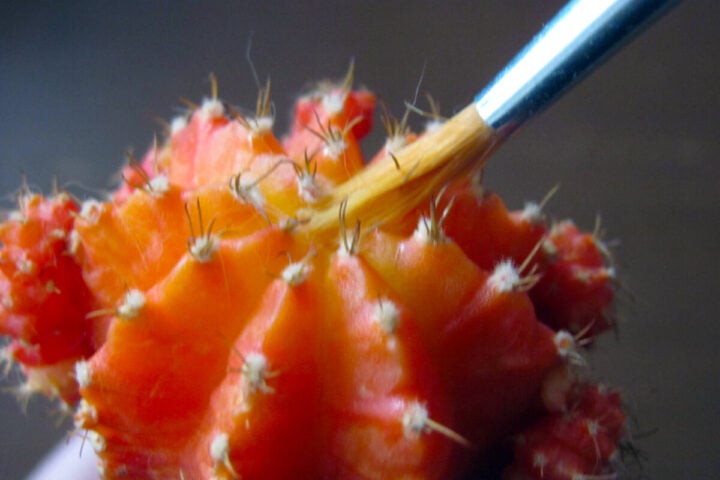 Why You Need To Clean Dust Off Houseplants (& 9 Ways To Do It)