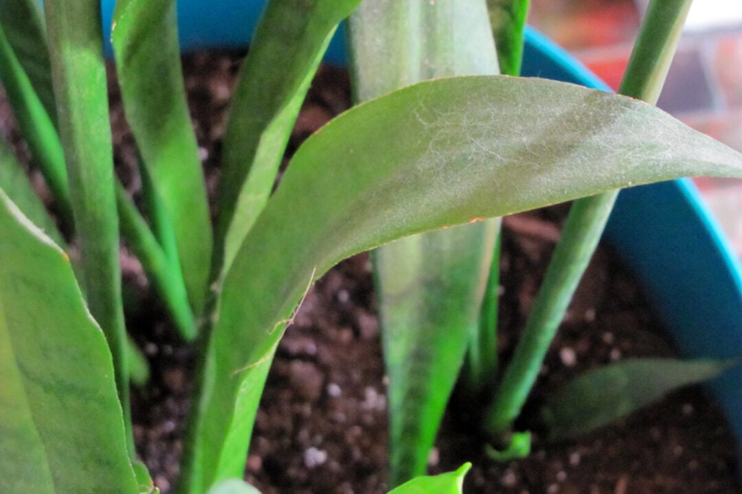 Why You Need To Clean Dust Off Houseplants (& 9 Ways To Do It)