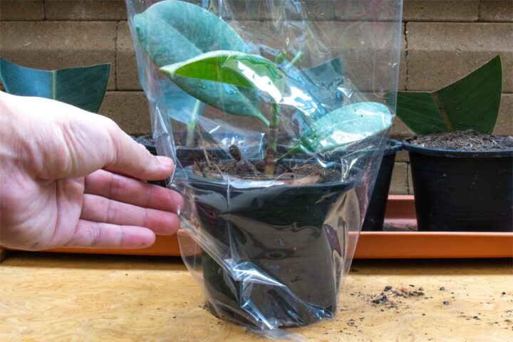 How to Take Stem Cuttings - Fill Your Backyard with Free Plants