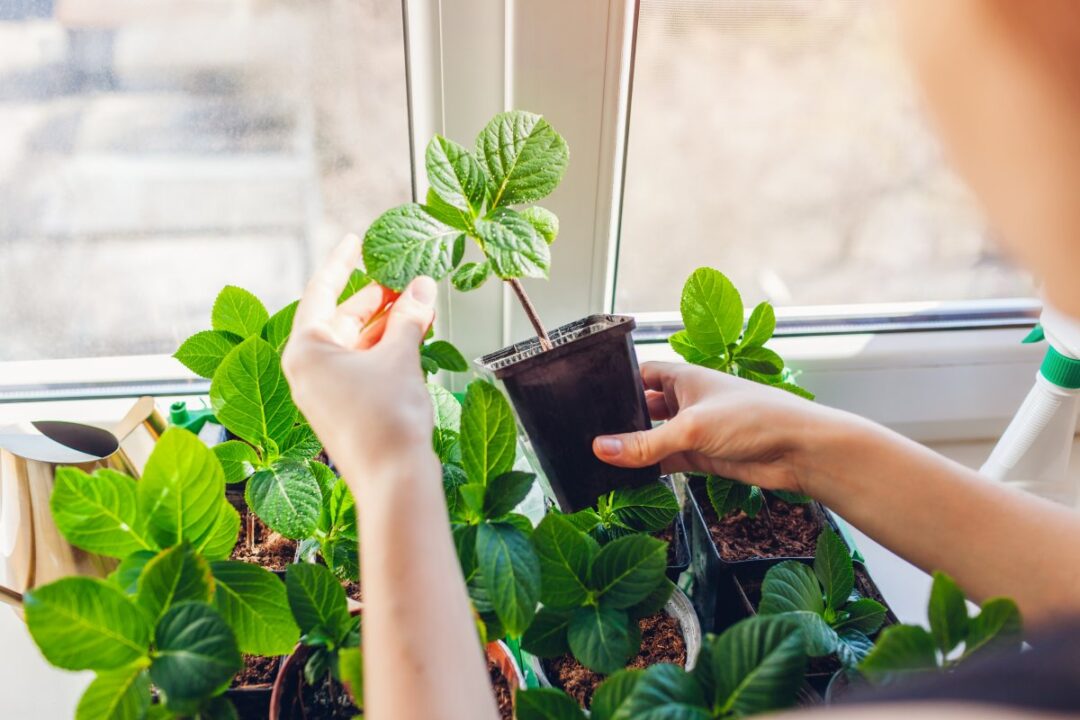 How to Take Stem Cuttings - Fill Your Backyard with Free Plants