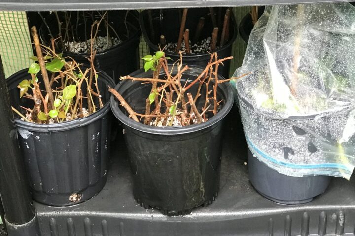 How to Take Stem Cuttings - Fill Your Backyard with Free Plants