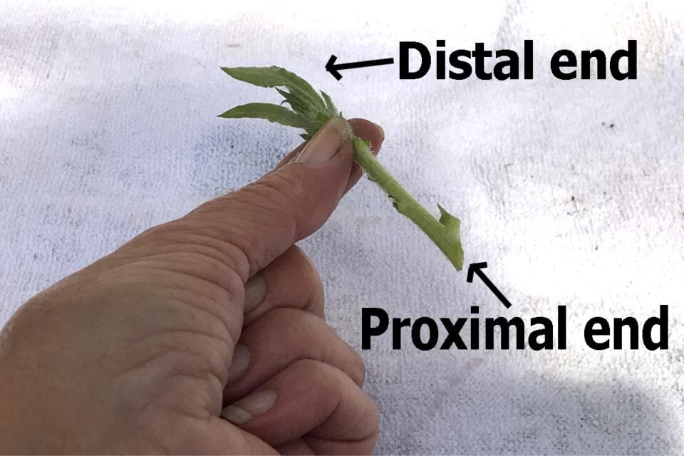 How to Take Stem Cuttings - Fill Your Backyard with Free Plants