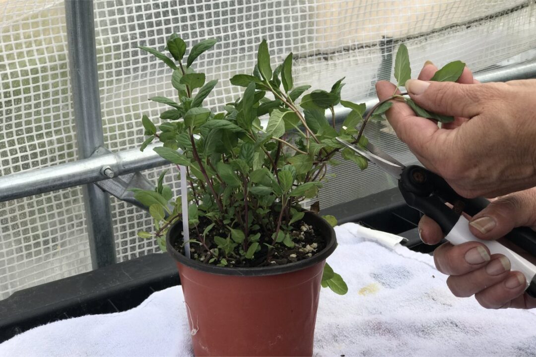30 Plants You Can Grow for Free With Cuttings