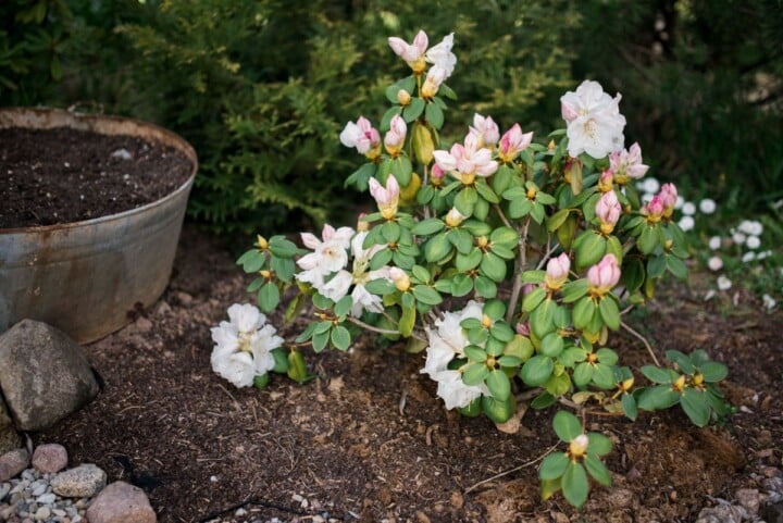 30 Plants You Can Grow for Free With Cuttings