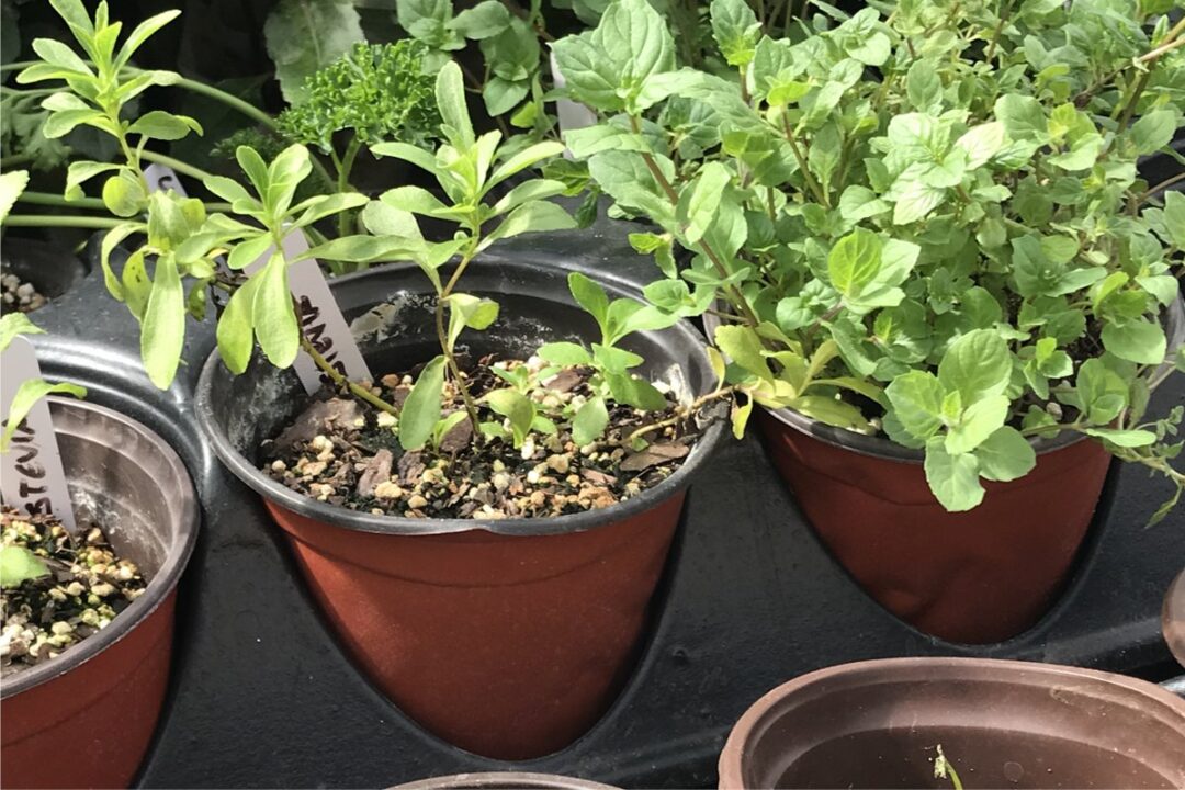 30 Plants You Can Grow for Free With Cuttings
