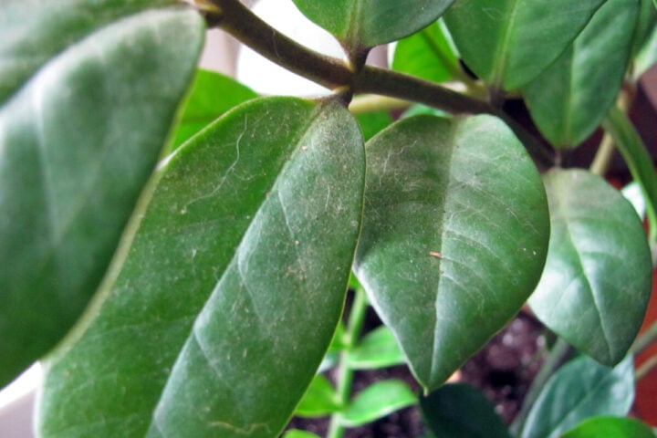 Why You Need To Clean Dust Off Houseplants (& 9 Ways To Do It)