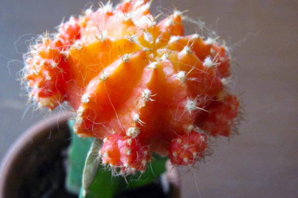 Why You Need To Clean Dust Off Houseplants (& 9 Ways To Do It)