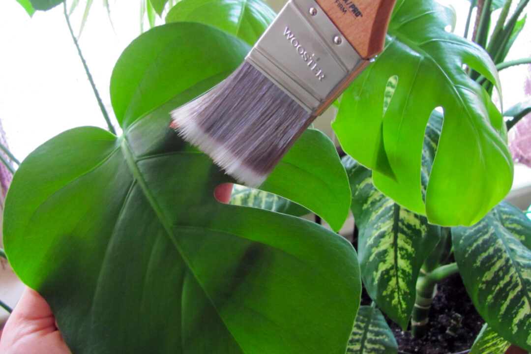 Why You Need To Clean Dust Off Houseplants (& 9 Ways To Do It)