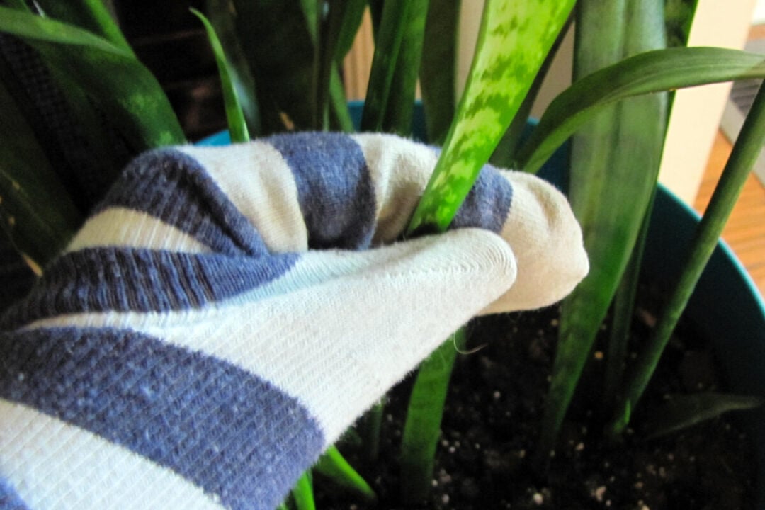 Why You Need To Clean Dust Off Houseplants (& 9 Ways To Do It)