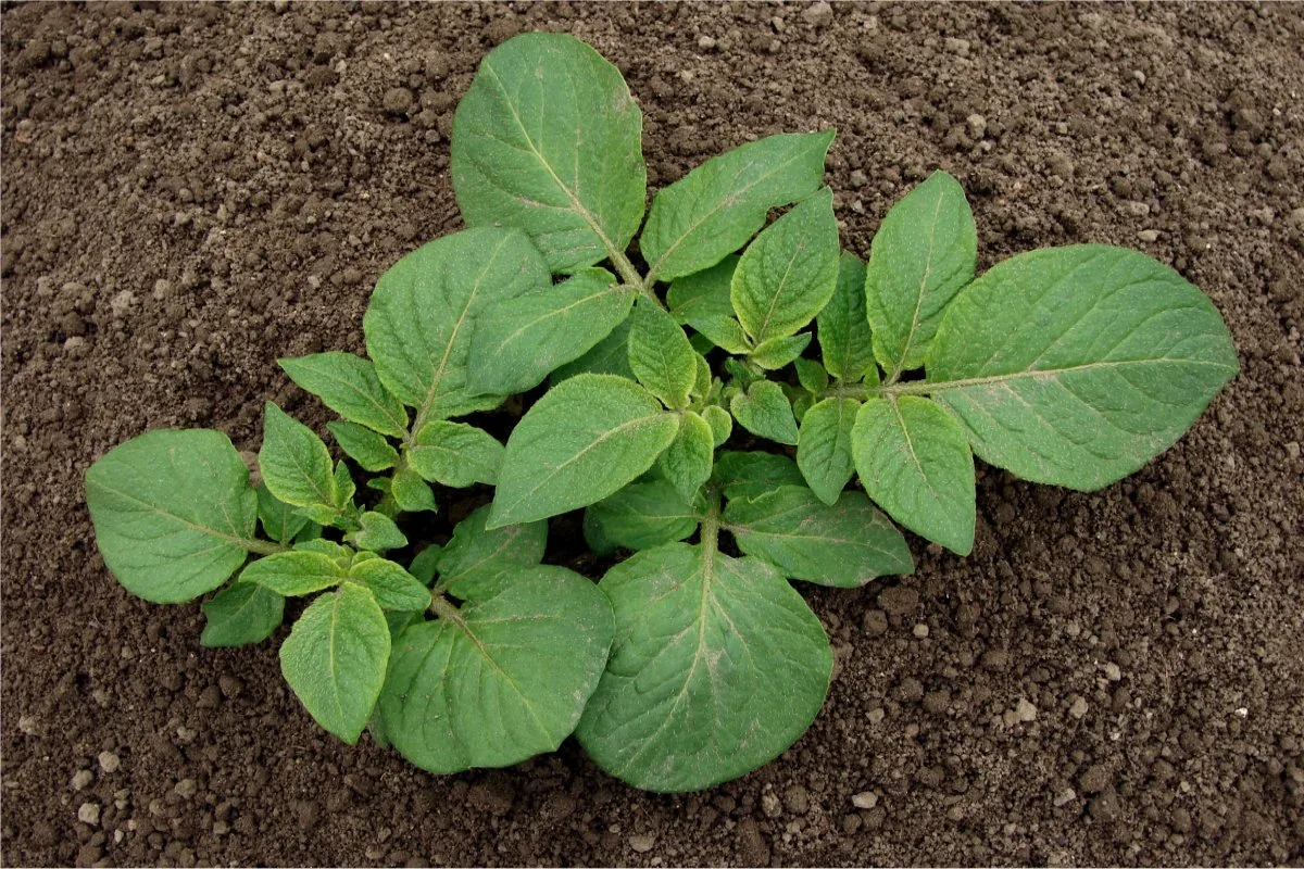 8 Plants You Should Never Grow Near Potatoes (& 11 Beneficial Companions)